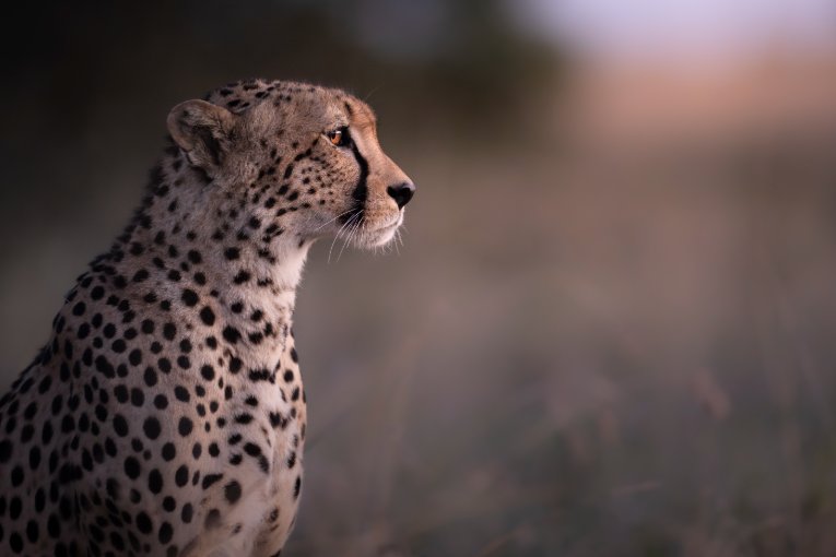 Mugie Conservancy: A Wildlife Haven in Action - The Governors Camp